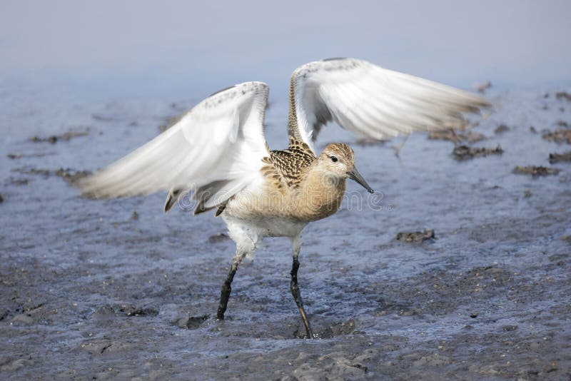 Ruff Sandpiper bird stock image. Image of american, shorebird - 299007001