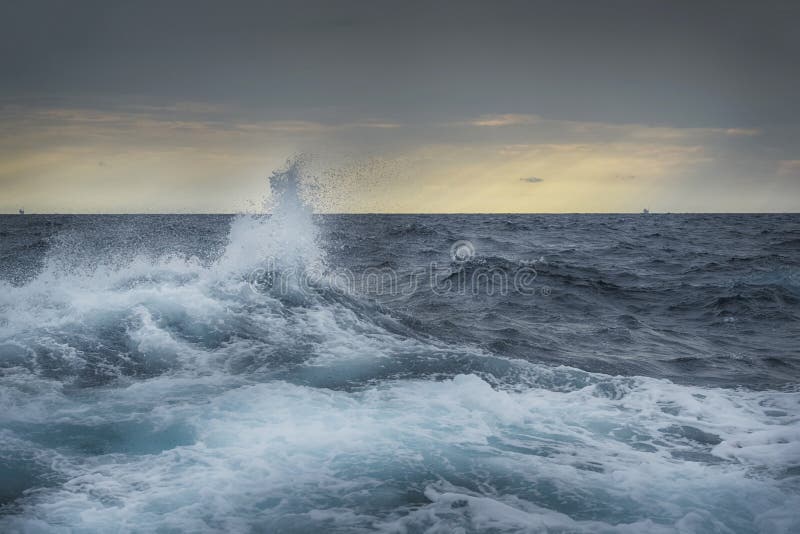 633 Sea Ruff Stock Photos - Free & Royalty-Free Stock Photos from ...