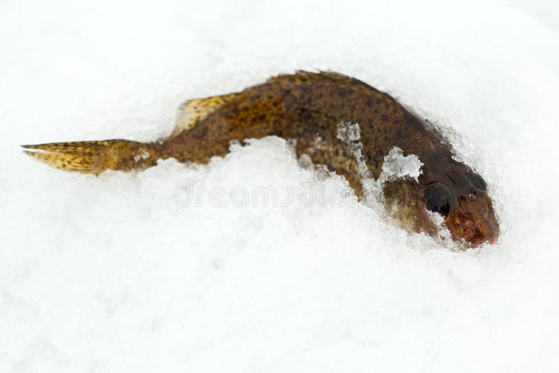 Ruff on the snow stock photo. Image of horizontal, fish - 23670486