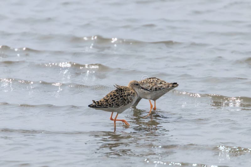 Ruff Wader Bird Philomachus Pugnax Ruff in Water Stock Image - Image of ...
