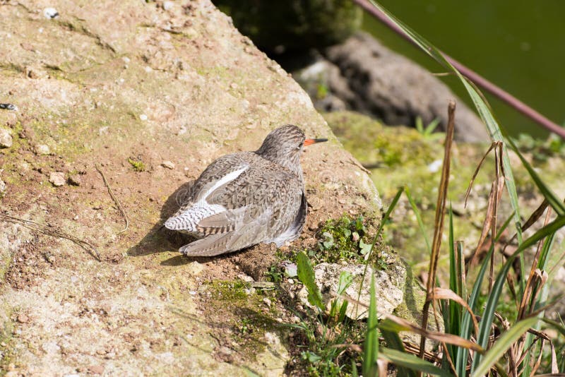 Ruff (Wader Bird) stock photo. Image of cliff, side, beach - 40571940