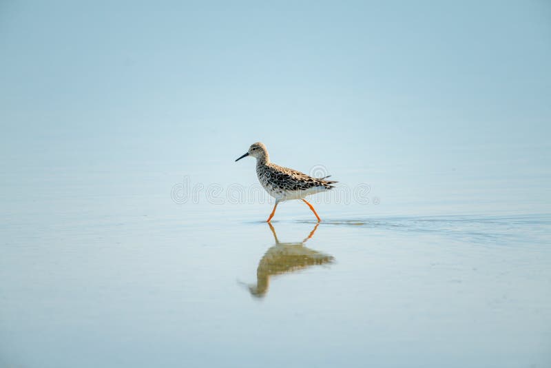 Ruff Walks through Shallow Lake in Sunshine Stock Photo - Image of lake ...