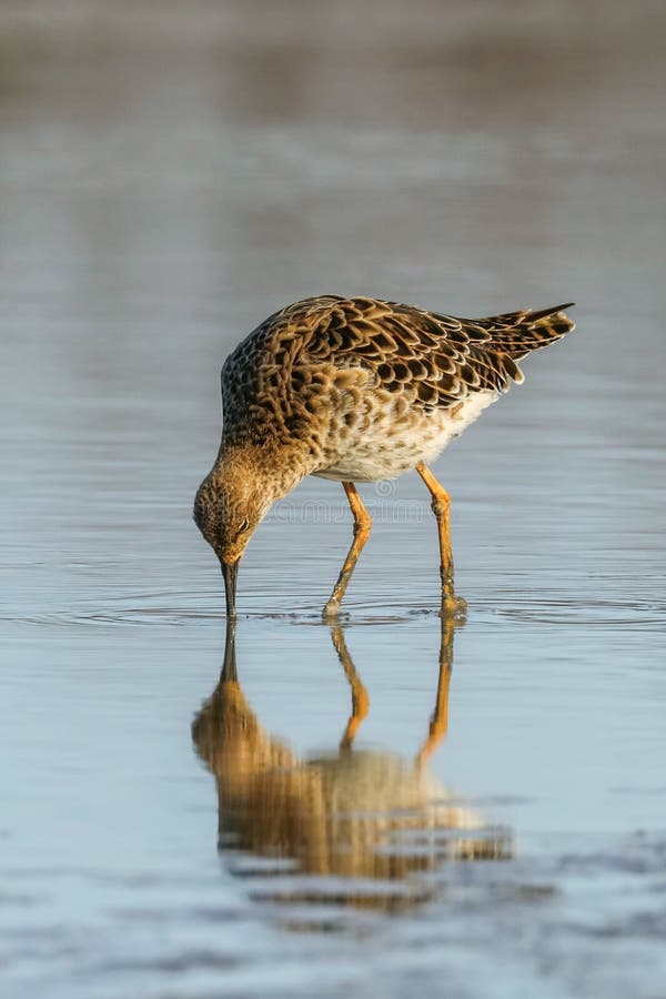 Ruff Water Bird Philomachus Pugnax Ruff in Water Stock Image - Image of ...