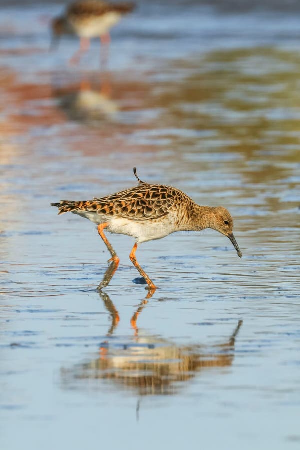 Ruff Water Bird Philomachus Pugnax Ruff in Water Stock Photo - Image of ...