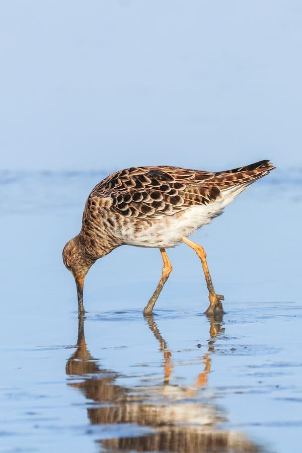 Ruff Water Bird Philomachus Pugnax Ruff in Water Stock Image - Image of ...