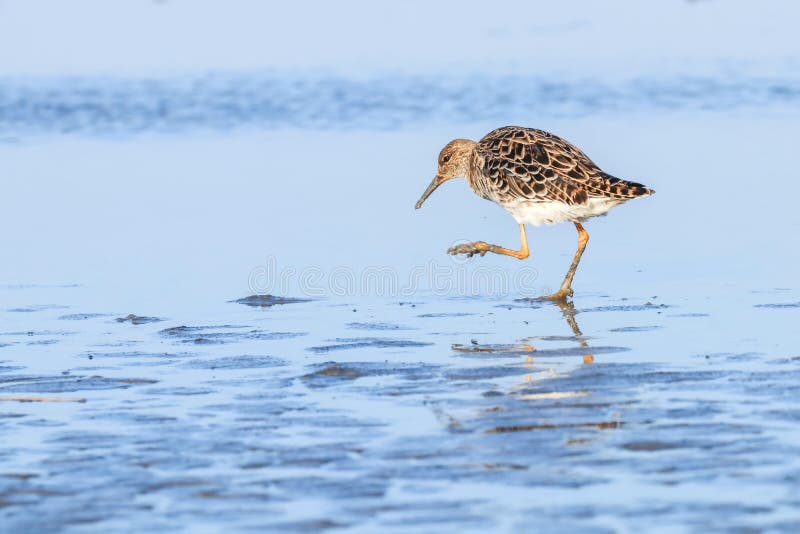 Ruff Water Bird Philomachus Pugnax Ruff in Water Stock Image - Image of ...