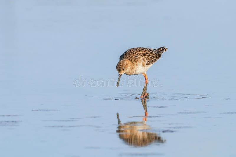 Ruff Water Bird Philomachus Pugnax Ruff in Water Stock Image - Image of ...