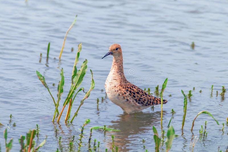 Ruff Water Bird Philomachus Pugnax Ruff in Water Stock Photo - Image of ...