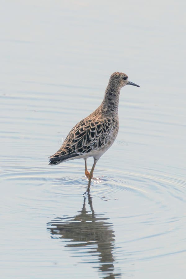 Ruff Water Bird Philomachus Pugnax Stock Photo - Image of ruffs, ruff ...