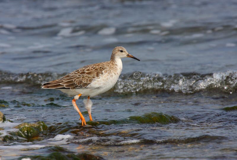Ruff with winter plumage stock image. Image of swamp - 17680915