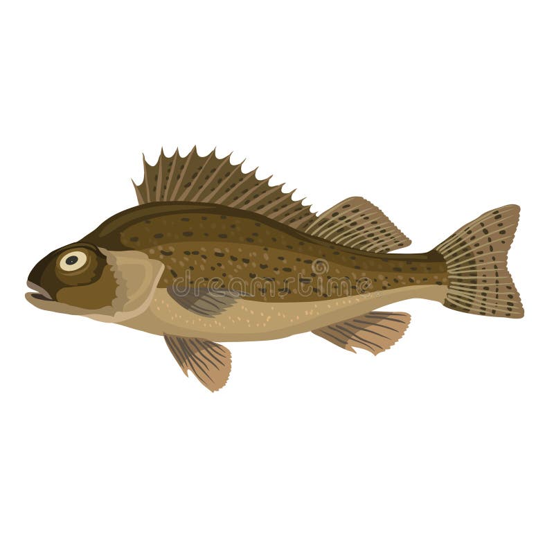 Ruffe Fish Stock Illustrations – 60 Ruffe Fish Stock Illustrations ...