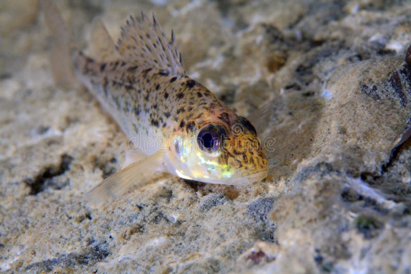 Ruffe Fish (Gymnophalus Cernua) Stock Image - Image of diversity ...