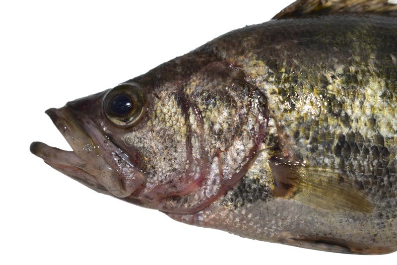 Ruffe Isolated Stock Photos - Free & Royalty-Free Stock Photos from ...