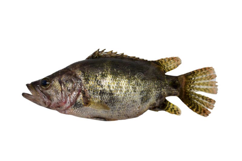 142 Ruffe Fish Stock Photos - Free & Royalty-Free Stock Photos from ...