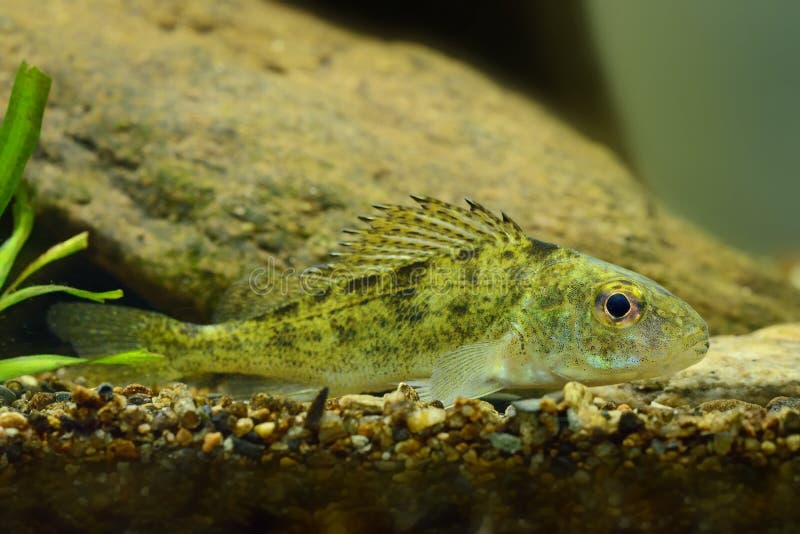 The Eurasian Ruffe (Gymnocephalus Cernuus). Stock Image - Image of ...
