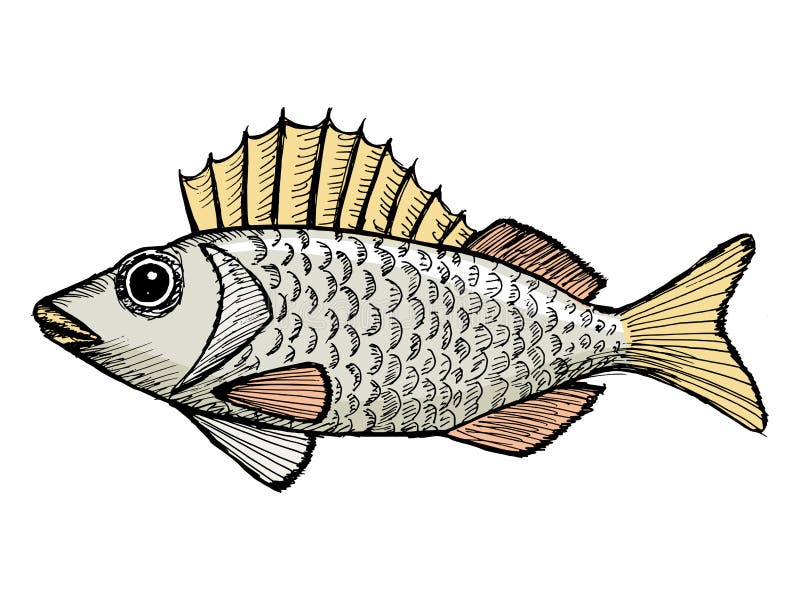 Ruffe stock vector. Illustration of fish, artistic, river - 30914472