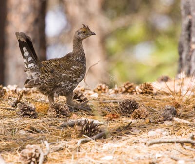 Ruffed Grouse stock photo. Image of forest, eating, spotted - 7086588