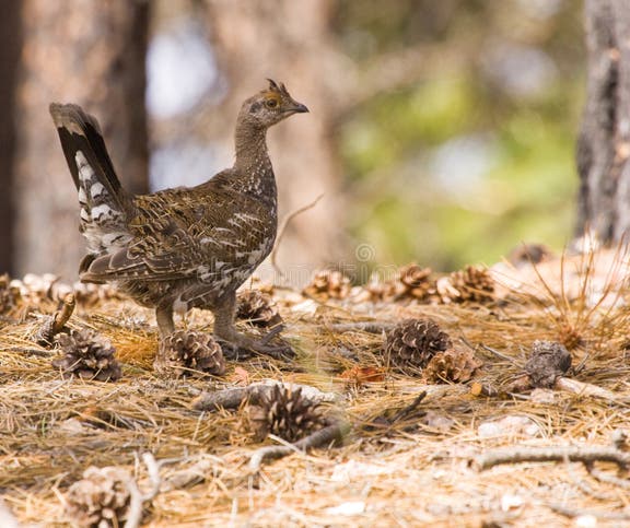 Ruffed Grouse stock photo. Image of forest, eating, spotted - 7086588
