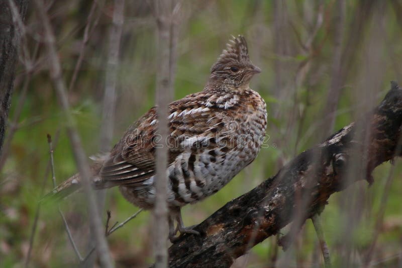 Wisconsin Ruffed Grouse Bonasa Umbellus in a Snow Covered Farm Field in ...