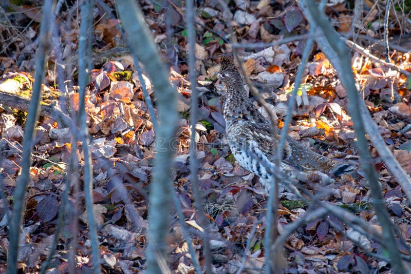 Ruffed Grouse Bonasa Umbellus Camoflaged in a Tree in Wisconsin Stock ...