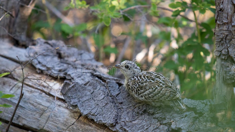 Ruffed Grouse in a Tree stock image. Image of california - 135143161