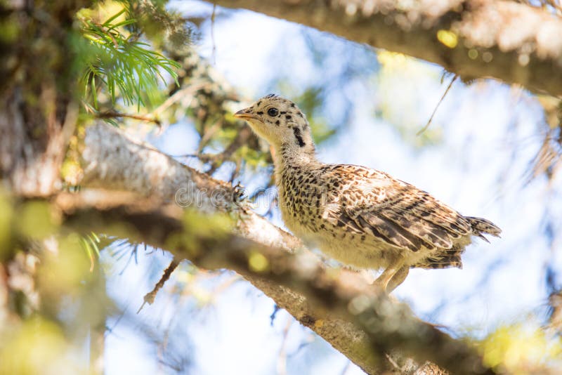 Ruffed Grouse in a Tree stock image. Image of grouse - 135143149