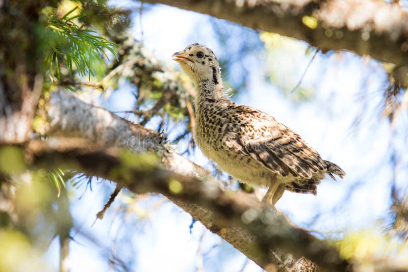 Ruffed Grouse in a Tree stock photo. Image of antlers - 135143162