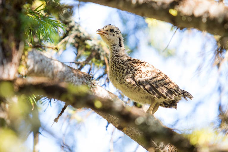 Ruffed Grouse in a Tree stock photo. Image of antlers - 135143162