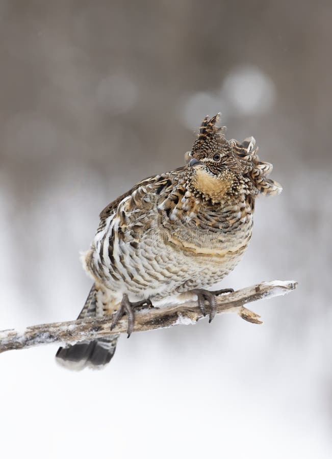 A Ruffed Grouse Perched on a Small Branch the Winter Snow in Ottawa ...