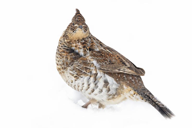 A Ruffed Grouse Walking Around in the Winter Snow in Ottawa, Canada ...