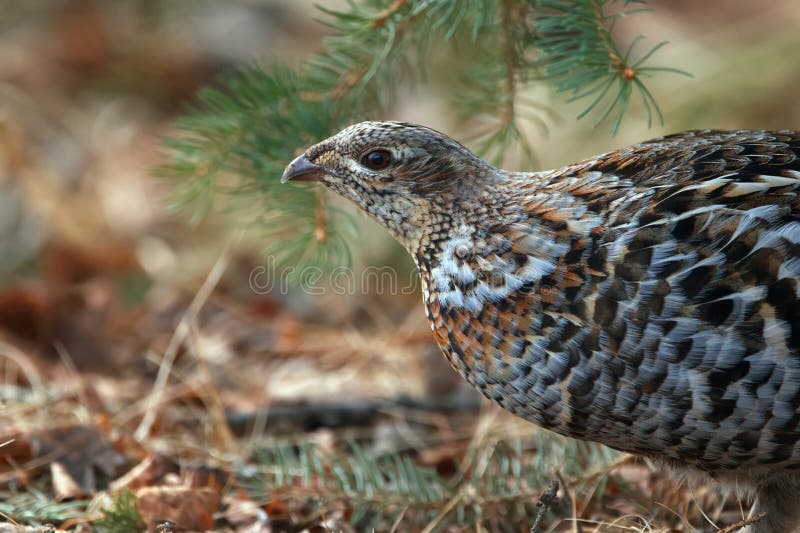Ruffed Grouse Hen is Walking Under the Tree in the Spring Woods Stock ...