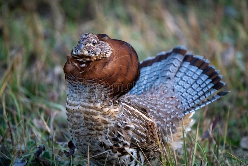 Ruffed Grouse Manitoba stock image. Image of canada - 237902309