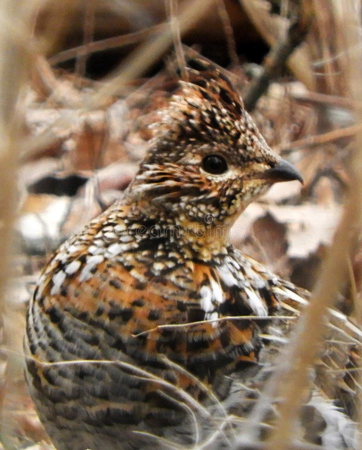 Ruffed Grouse Hides in Springtime Hedgerow in the Country Stock Photo ...