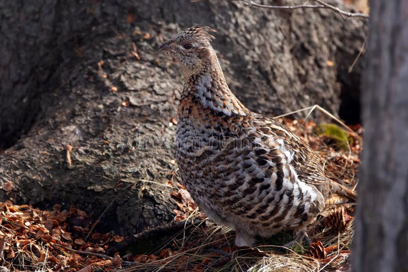 Ruffed Grouse is Walking in the Spring Forest Under a Big Tree Stock ...