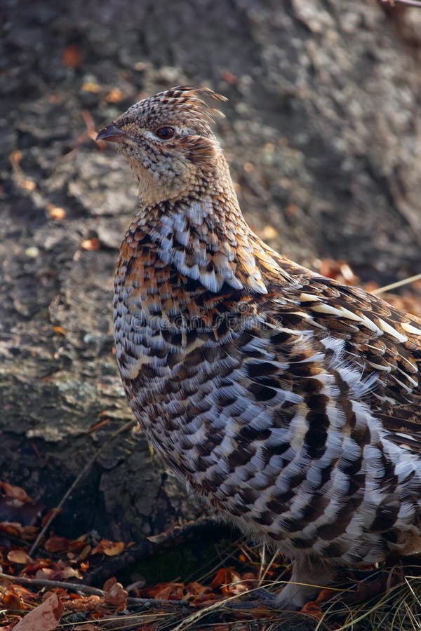 Ruffed Grouse Perched on the Tree Log in the Summer Forest Stock Image ...