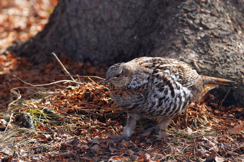 Ruffed Grouse is Walking in the Spring Forest Under a Big Tree Stock ...