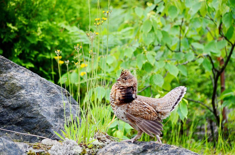 Ruffed Grouse - Stock Image Stock Photo - Image of nature, ruffed ...