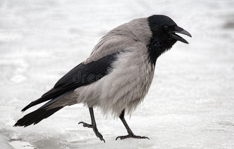 Ruffle Up Grey Crow on Snow Background Stock Image - Image of raven ...