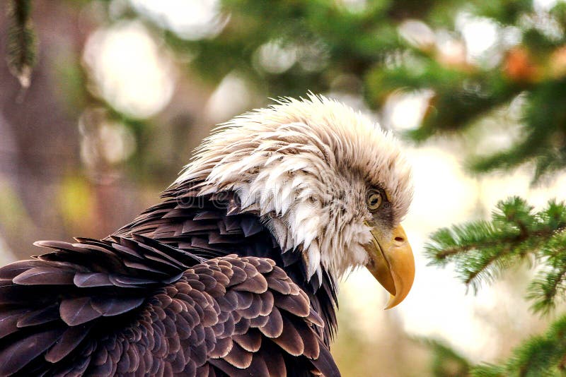 Ruffled stock image. Image of outside, wilderness, wildlife - 66043887