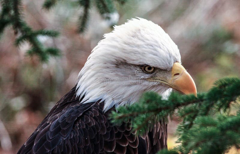 Ruffled stock image. Image of forest, stares, scream - 66165391