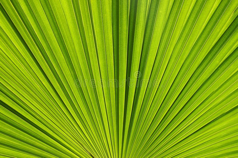 Ruffled Fan Palm Leaf Natural Pattern Background Stock Photo - Image of ...