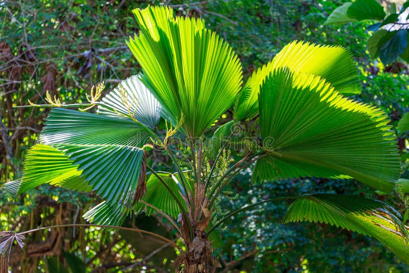 Ruffled Fan Palm Licuala Grandis Stock Photo - Image of licuala, plant ...