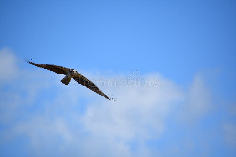 Ruffled Feathered Wings Osprey Flight Stock Photos - Free & Royalty ...