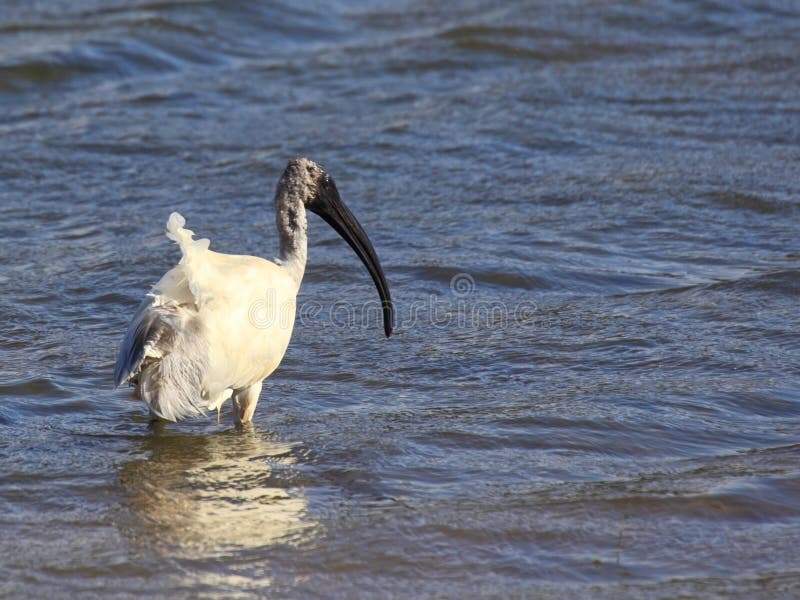 Ruffled feathers stock image. Image of bird, wildlife - 13408653
