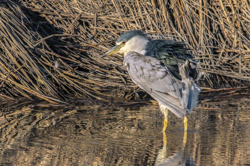 Ruffled Feathers stock photo. Image of sunny, marine - 39024704