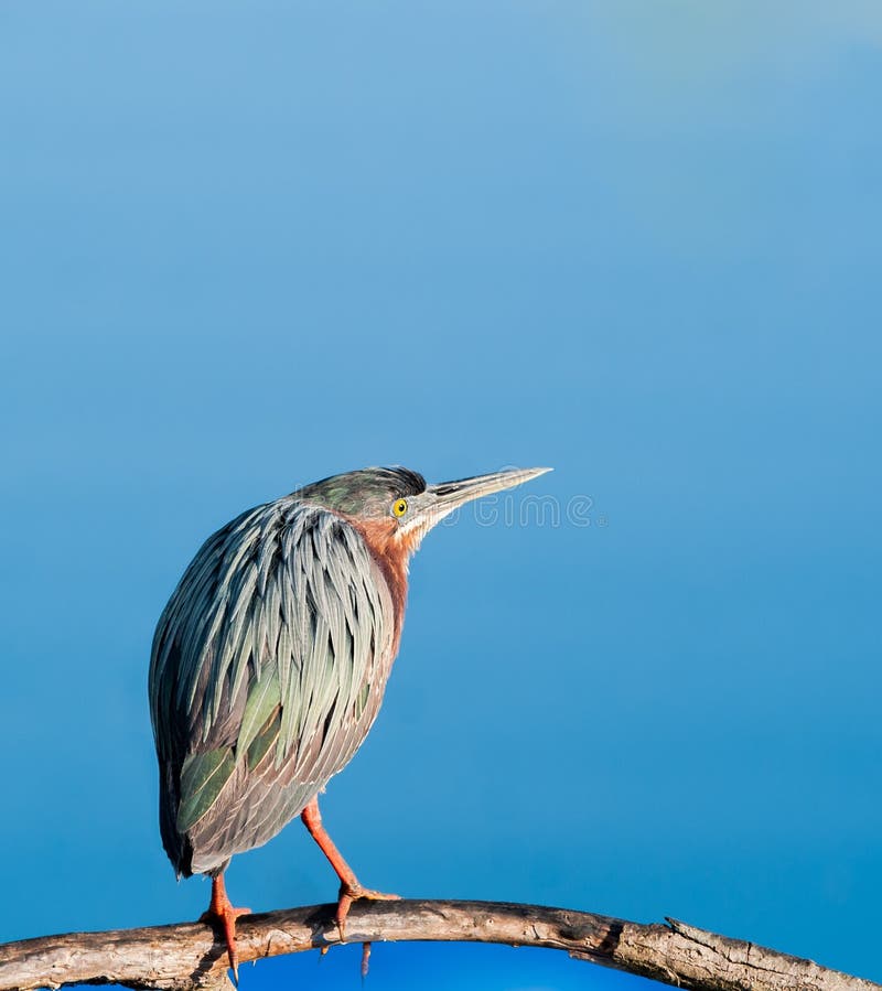Ruffled Feathers stock image. Image of calling, green - 71477353