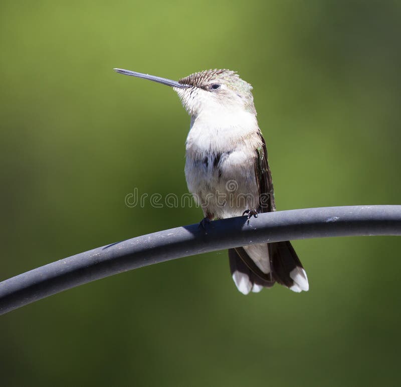 Ruffled feathers stock photo. Image of perched, mouth - 64290616
