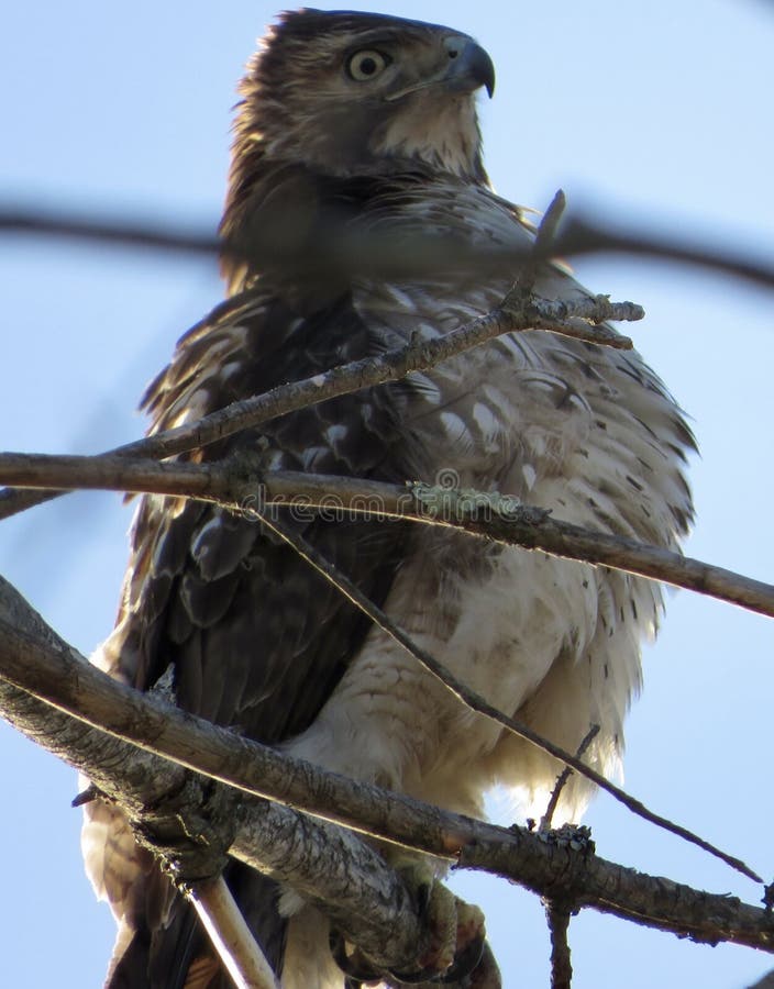 Watching stock image. Image of ruffled, watching, hawk - 335141381