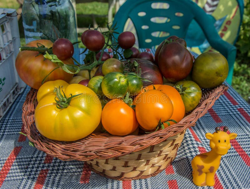 Ruffled Heirloom Tomatoes Organic Vegetables Stock Image - Image of ...