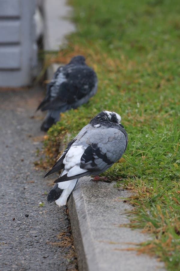 Ruffled pigeons stock photo. Image of plants, fauna, rain - 78963200